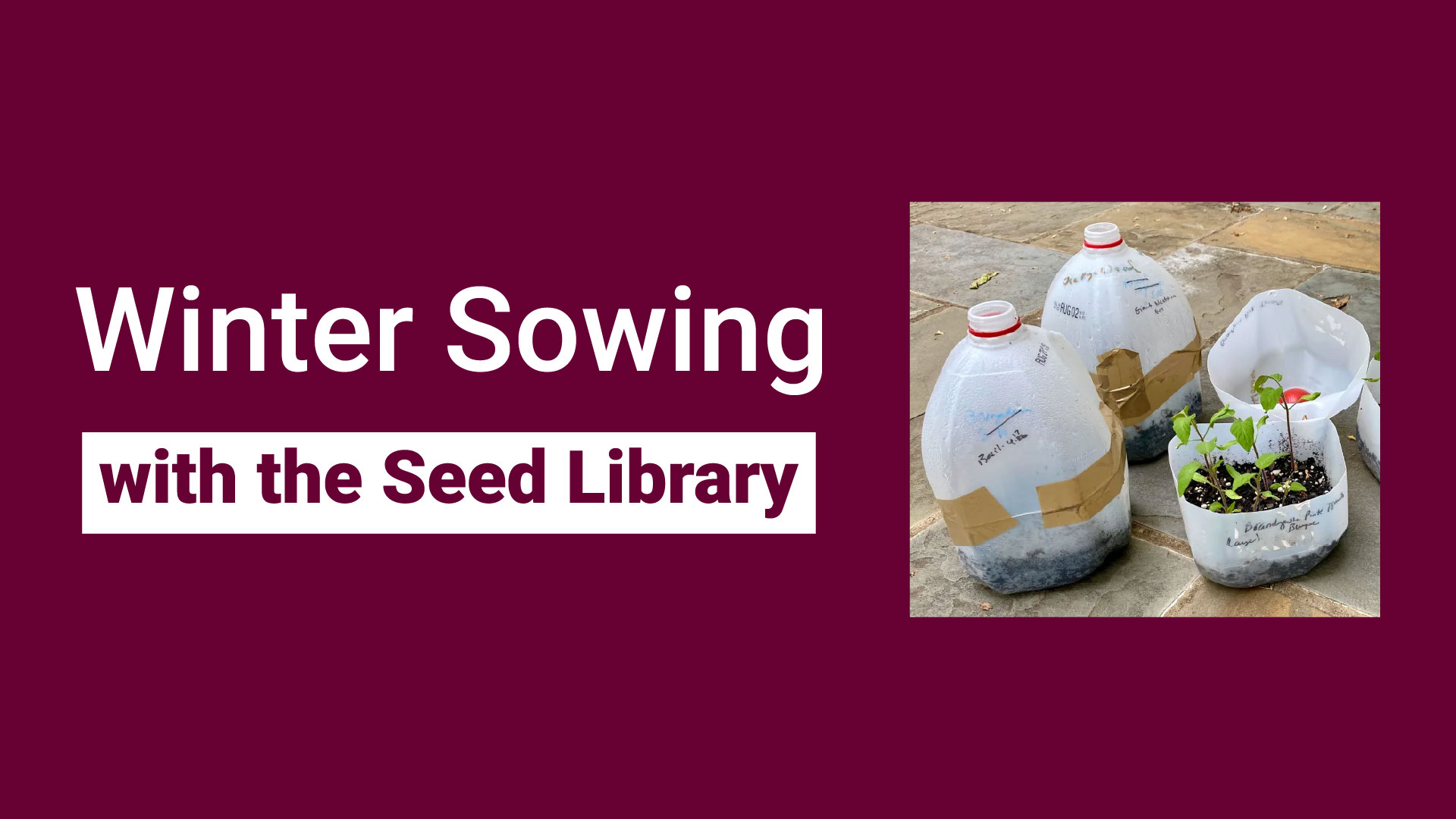 Winter Sowing with the Seed Library — Kalamazoo Public Library